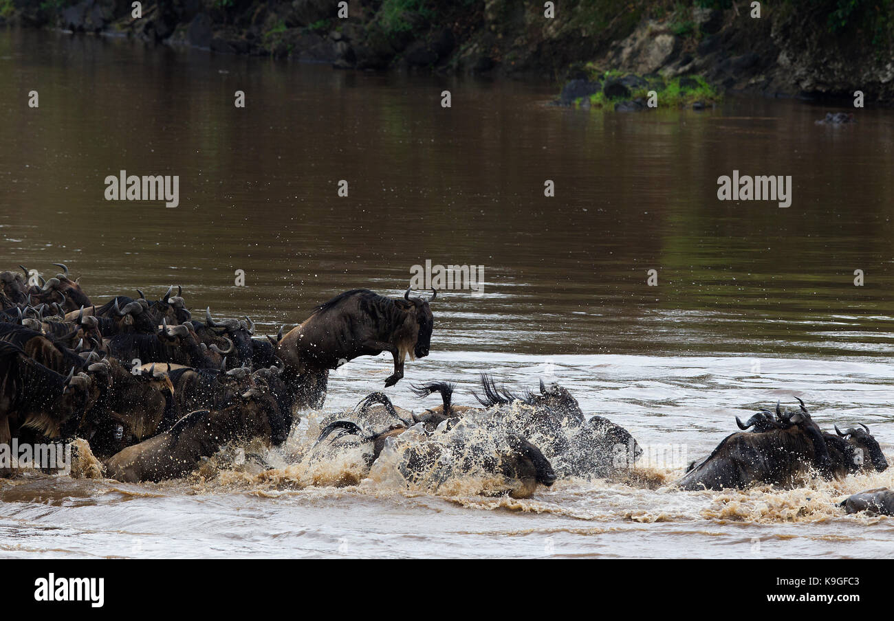Wildebeests or Gnu crossing the Mara river during the Great Migration ...