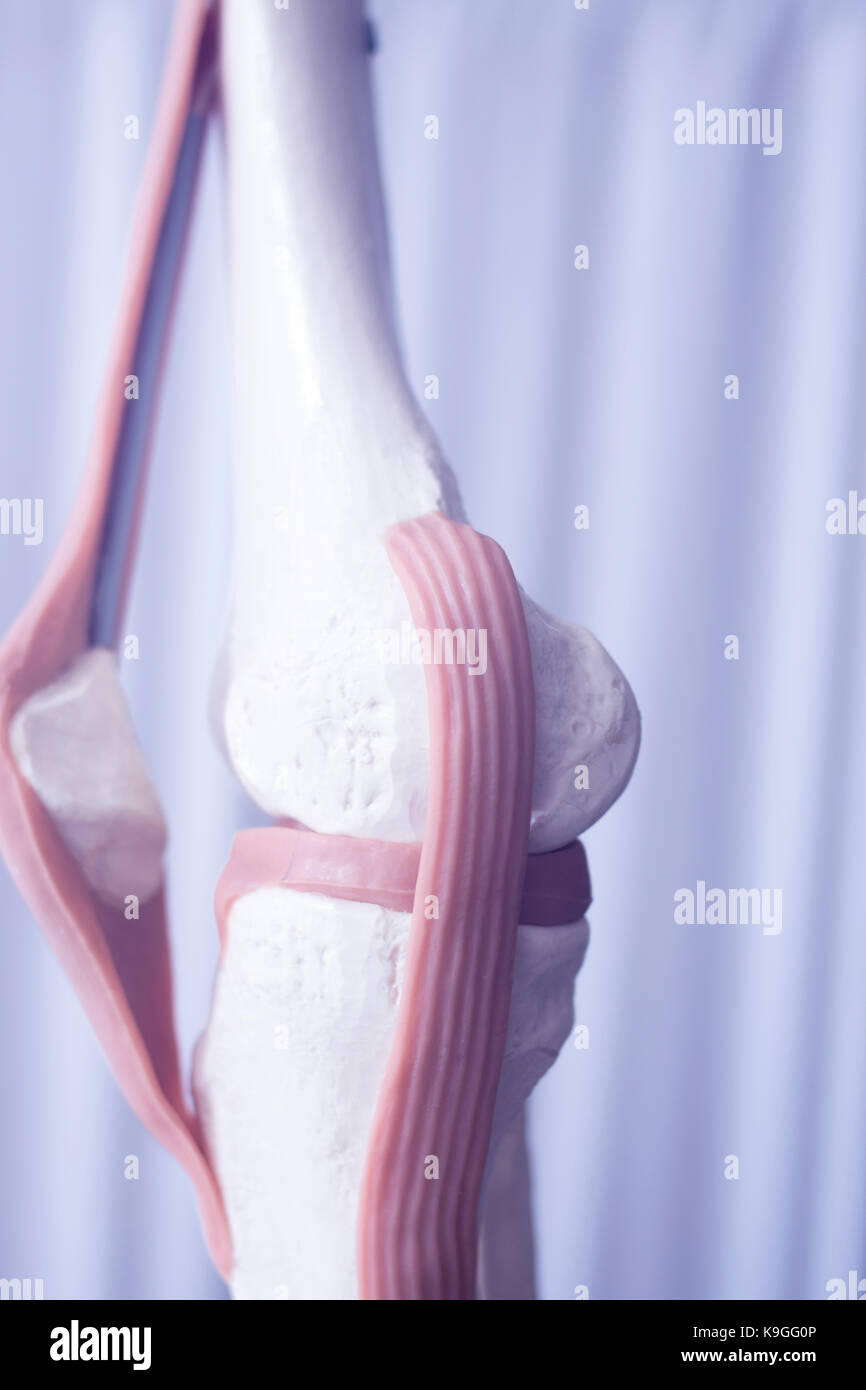 Human knee joint meniscus medical teaching model showing bones and ...