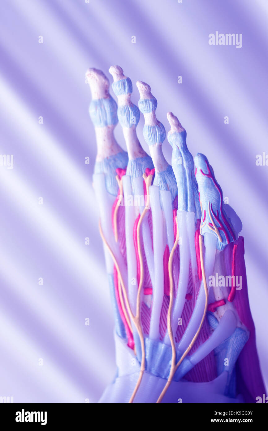 Human foot toes medical teaching model showing bones ligaments tendons ...