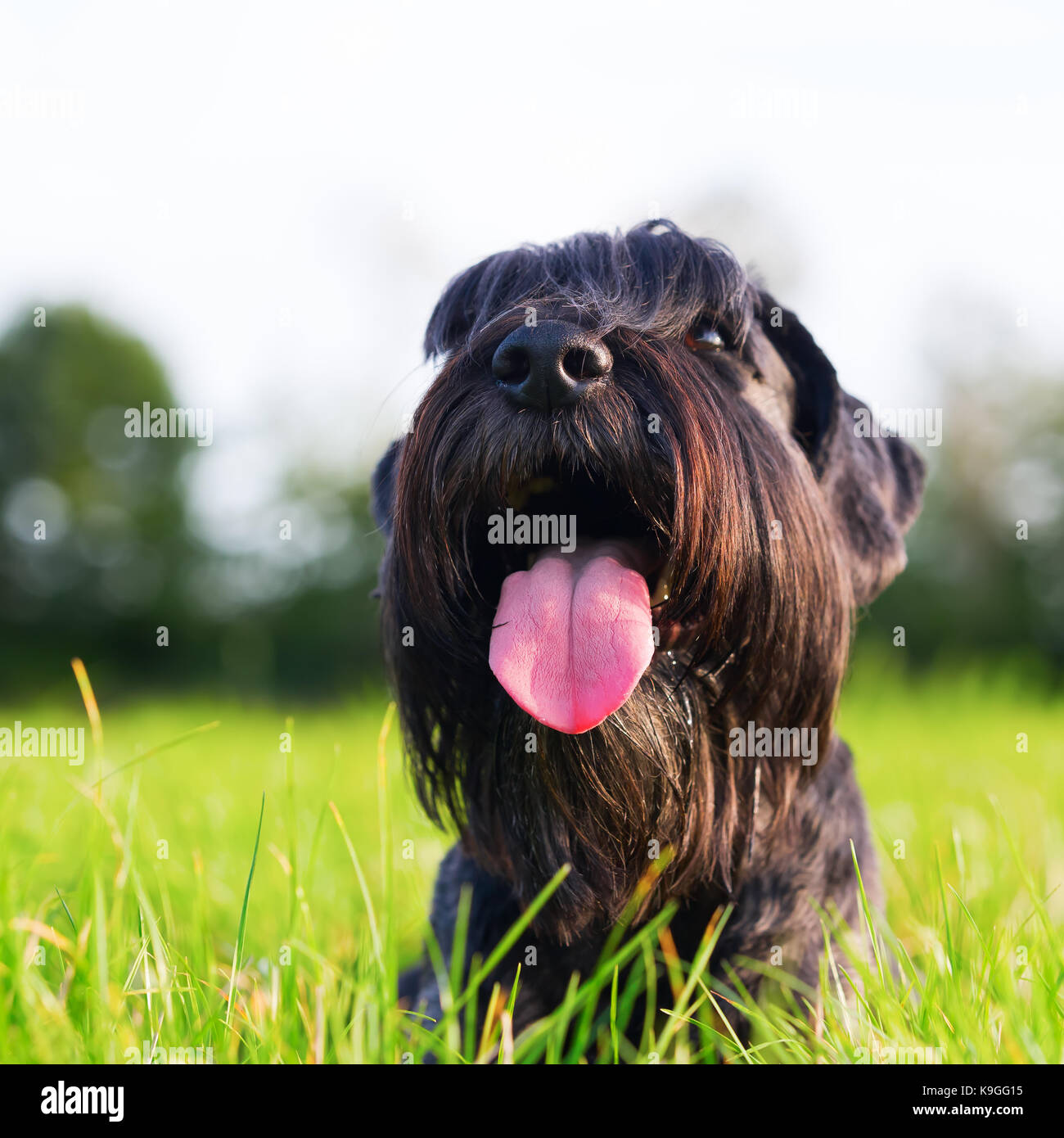 Standard look hi-res stock photography and images - Alamy