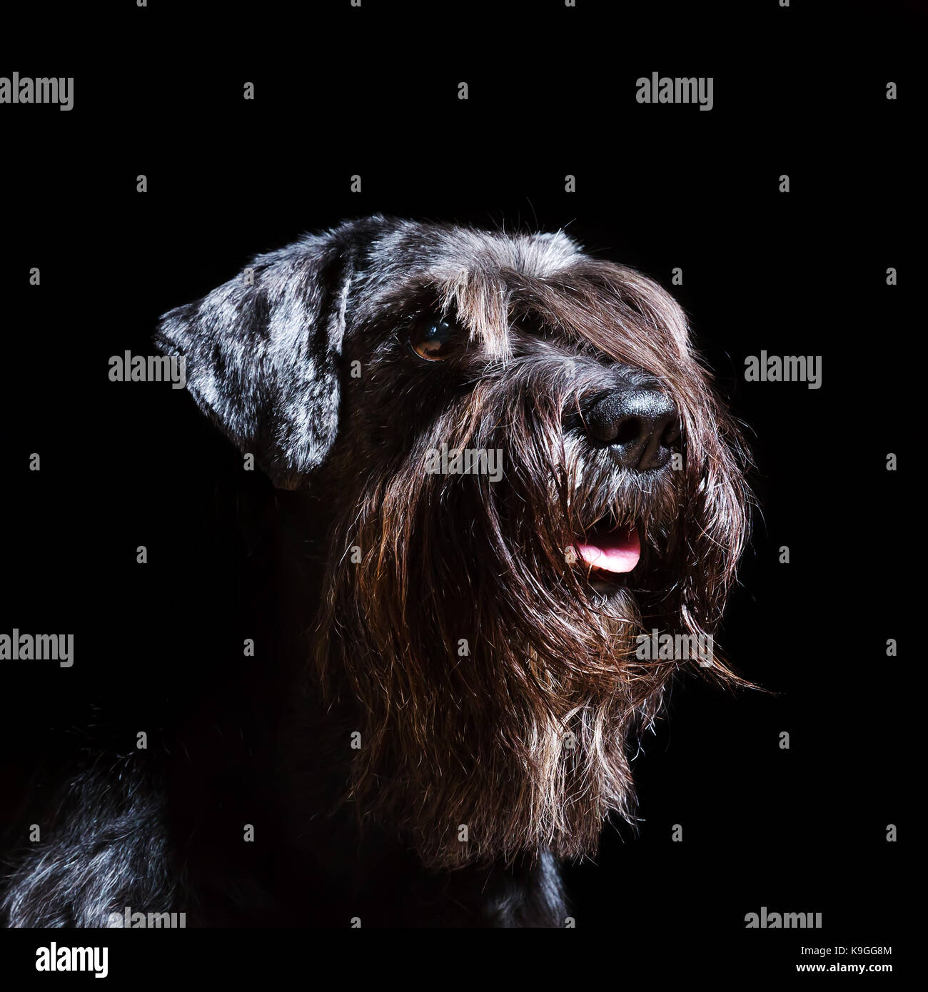 head portrait of a standard schnauzer in front of a black background ...