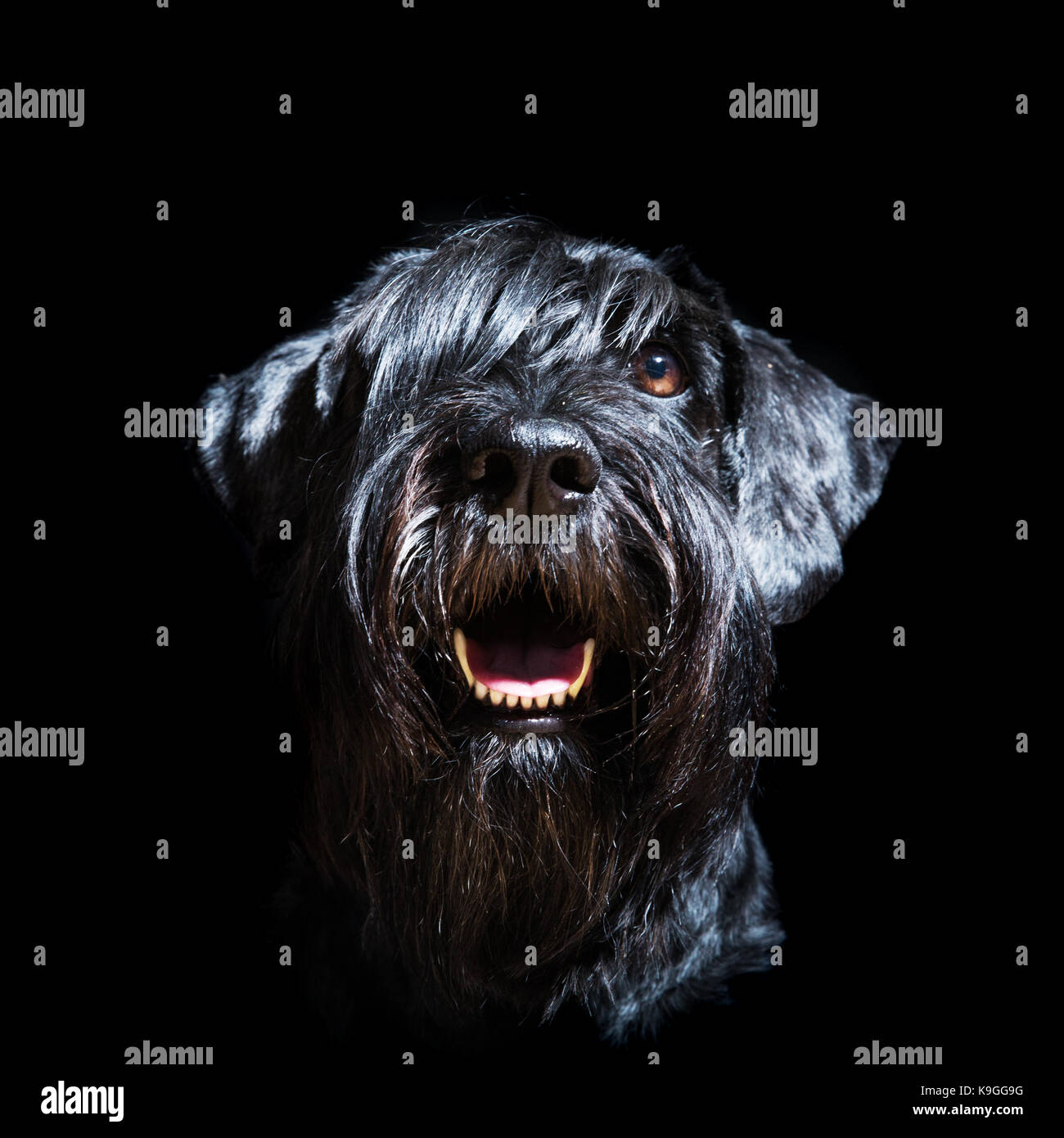 head portrait of a standard schnauzer in front of a black background ...
