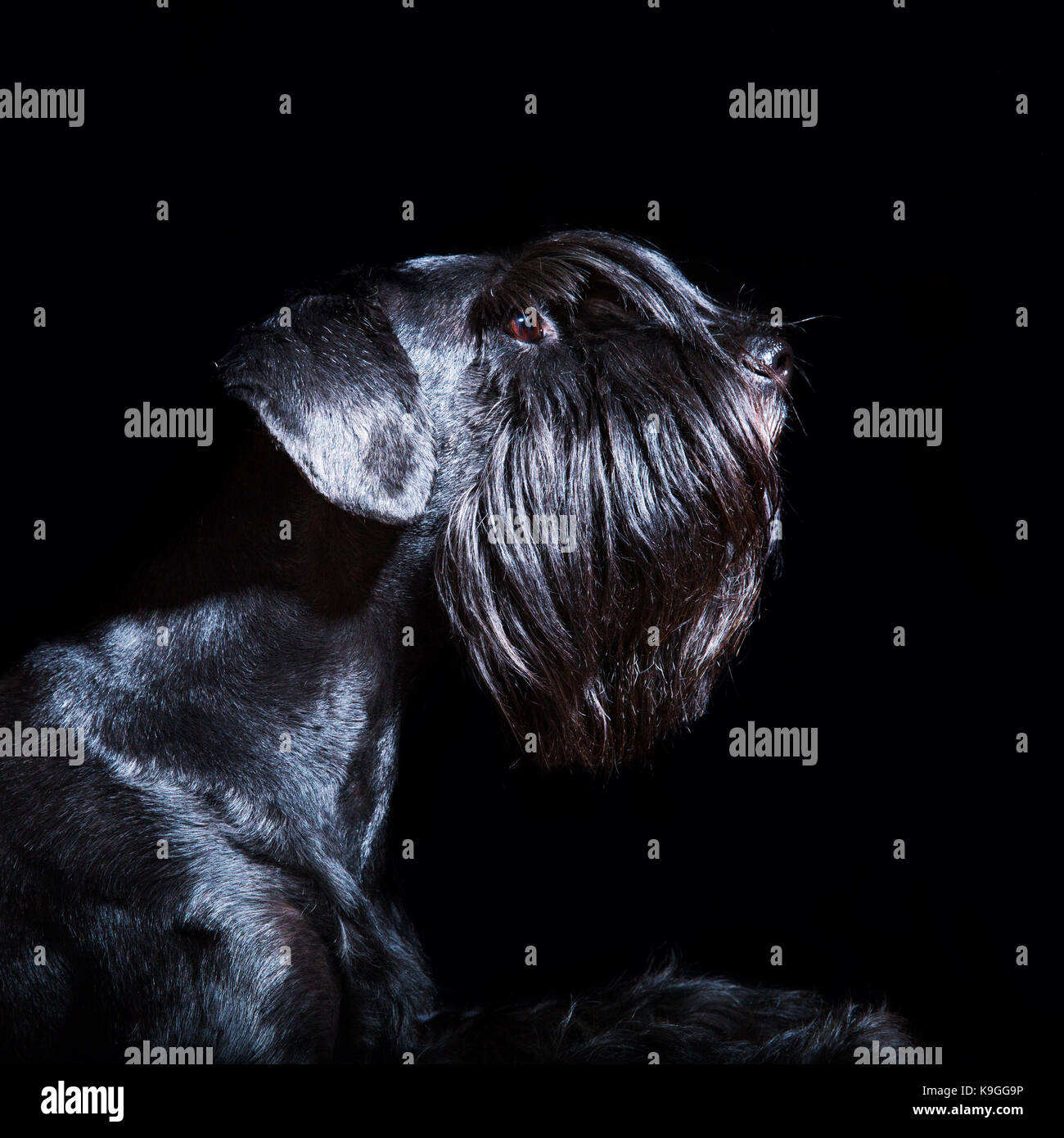 head portrait of a standard schnauzer in front of a black background ...