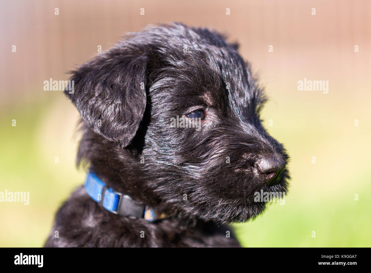 Cute schnauzer hi-res stock photography and images - Alamy