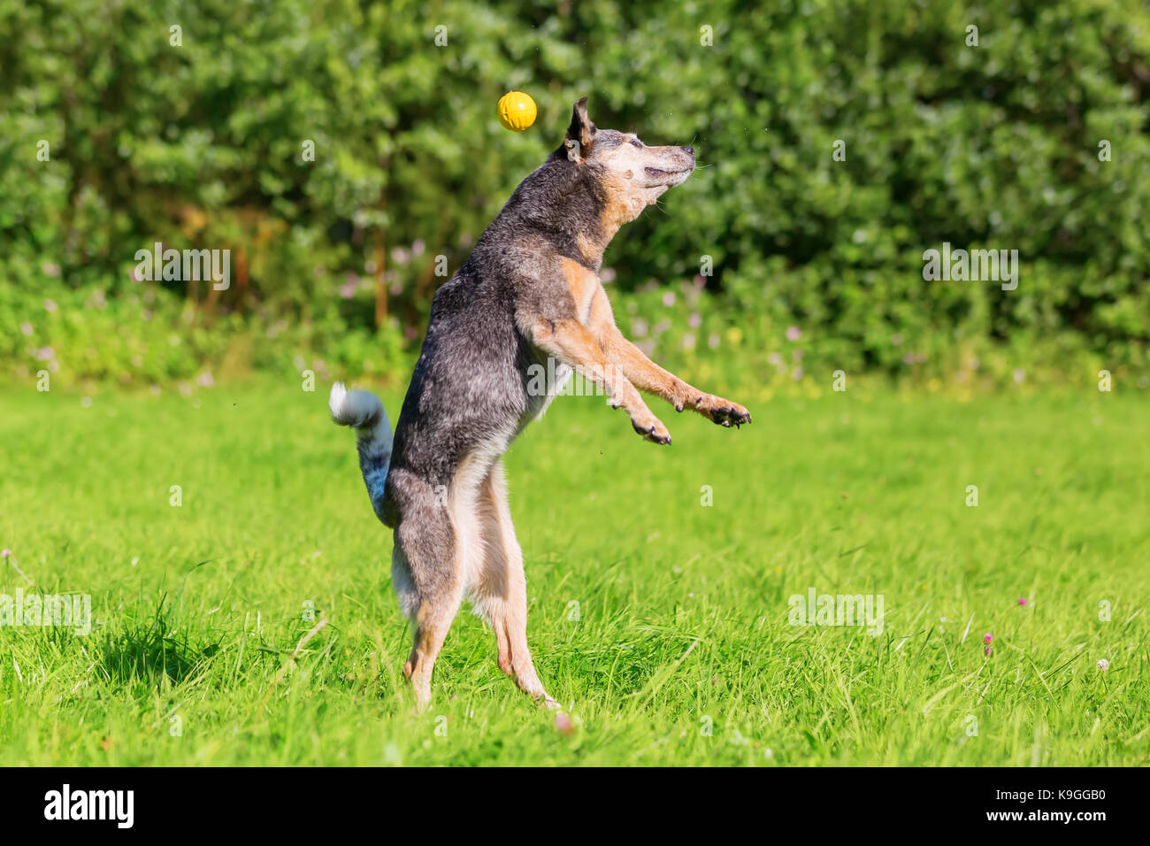 Australian cattledog hi-res stock photography and images - Alamy Australian cattledog hi-res stock photography and images - Alamy
