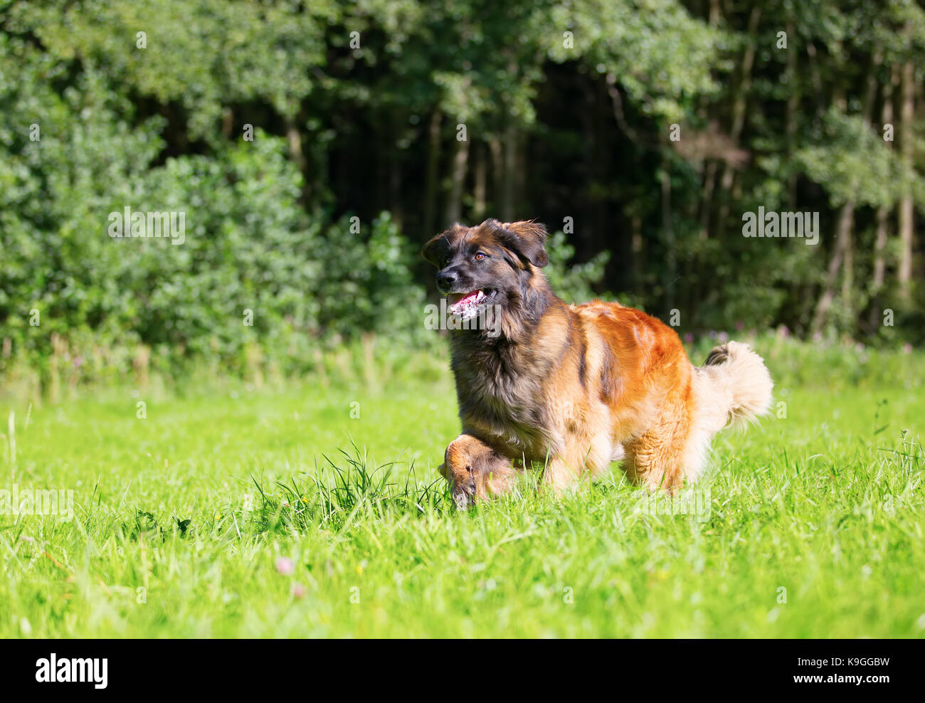 Leonberger running hi-res stock photography and images - Alamy