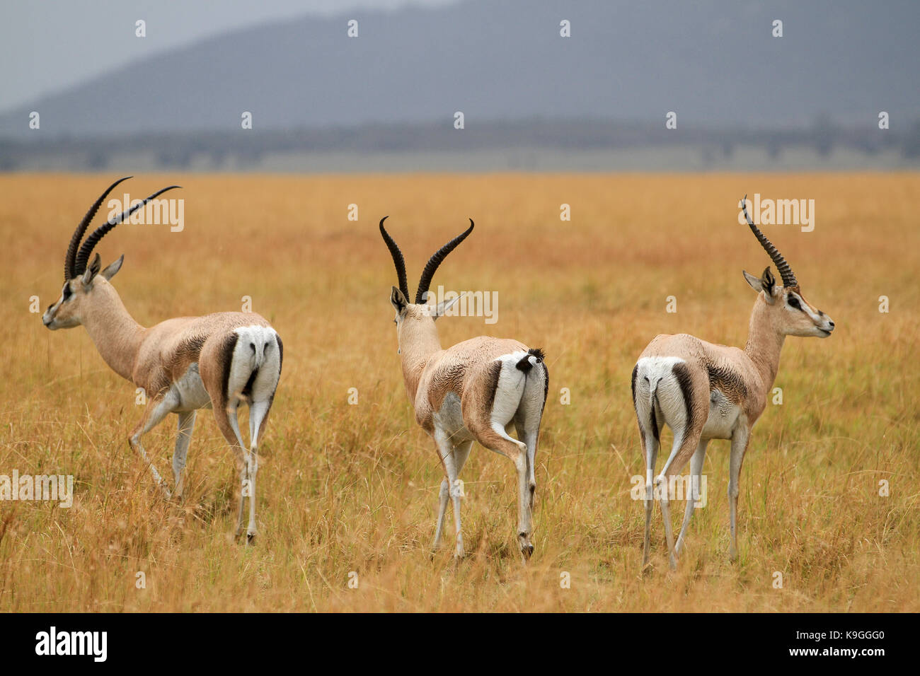 Cecil grant hi-res stock photography and images - Alamy