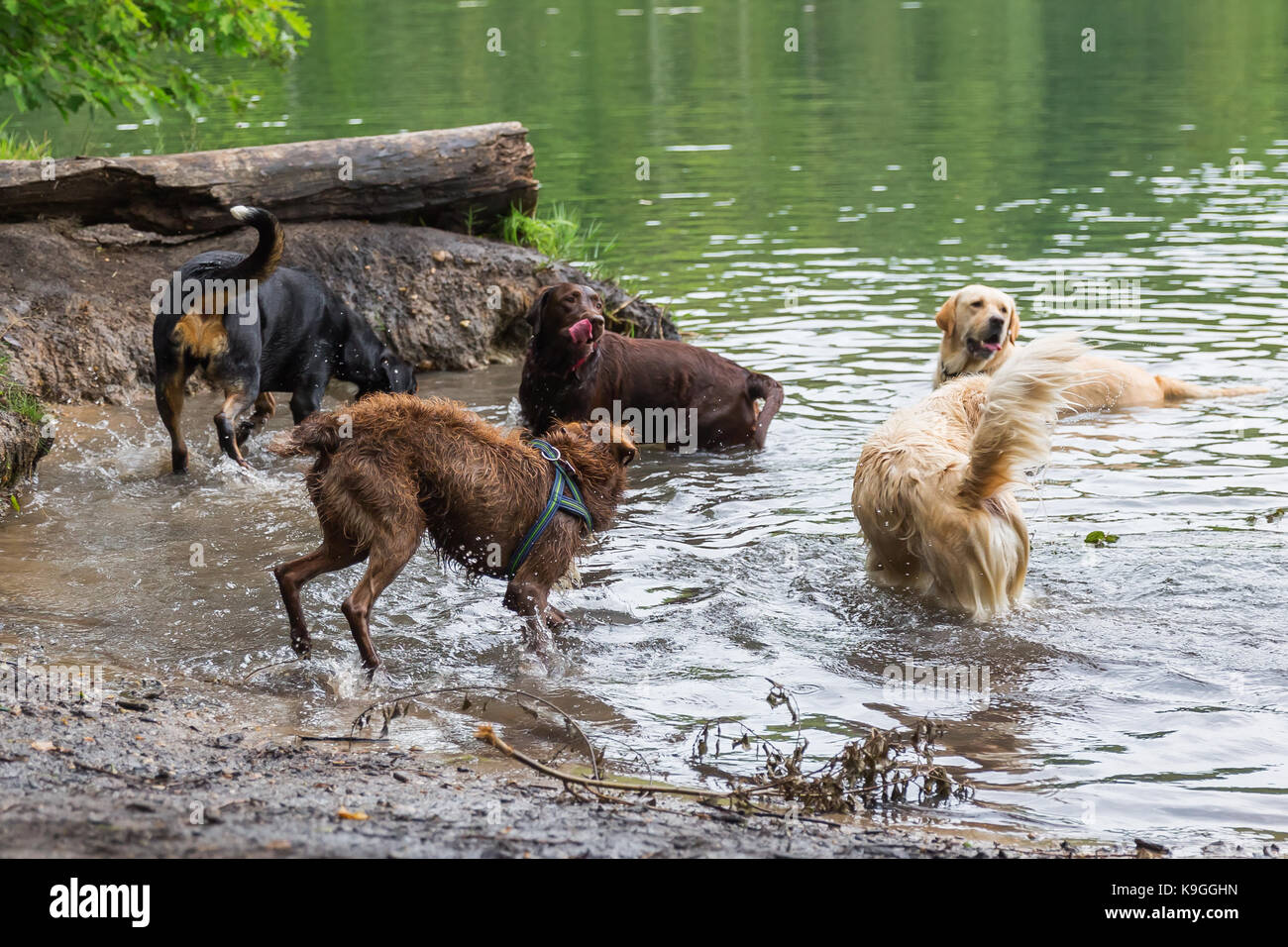 Picture of different dogs who are playing in a lake Stock Photo - Alamy
