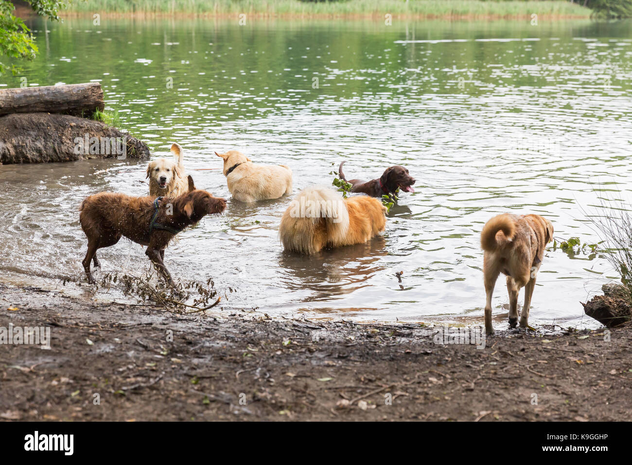 Picture of different dogs who are playing in a lake Stock Photo - Alamy