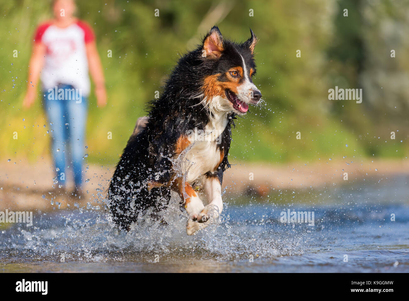 Australian Shepherd dog runs through the water of a lake Stock Photo ...