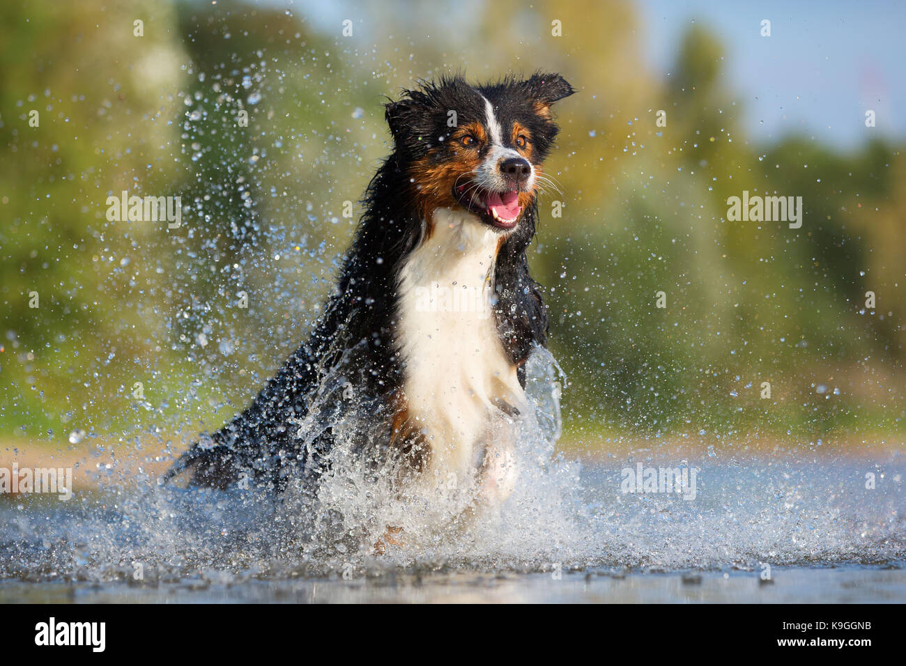 Australian Shepherd dog runs through the water of a lake Stock Photo ...