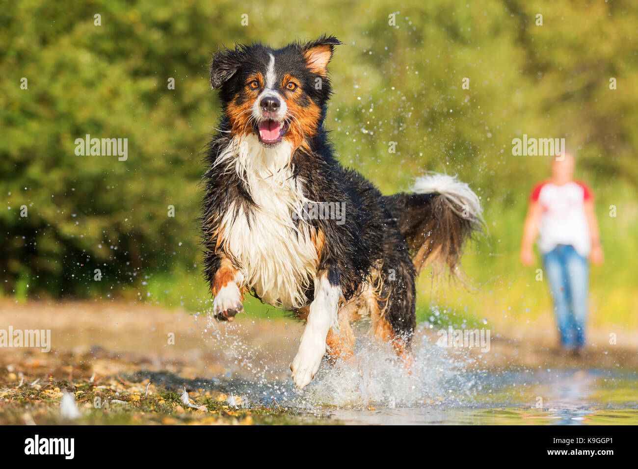 Australian Shepherd dog runs through the water of a lake Stock Photo ...