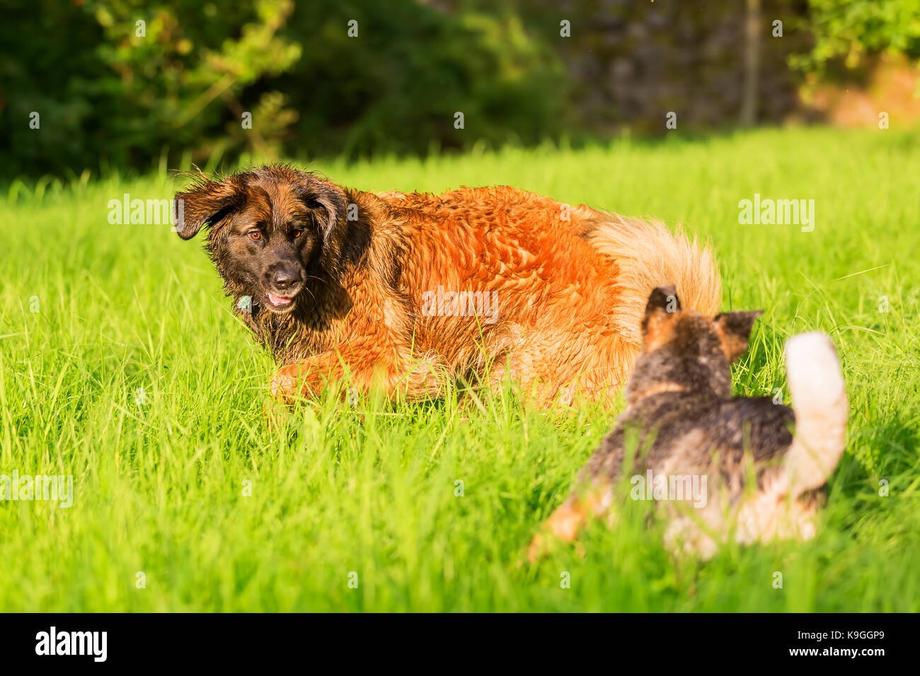 Picture of a Leonberger and an Australian cattledog who run on the ...