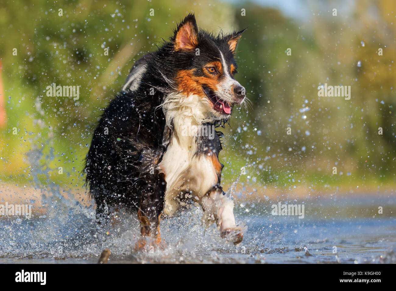 Australian Shepherd dog runs through the water of a lake Stock Photo ...
