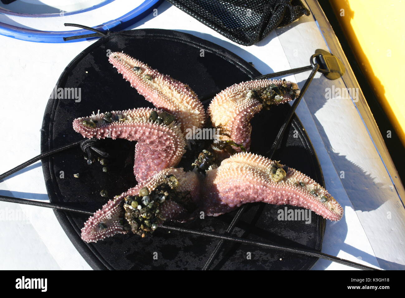 Cooked Starfish