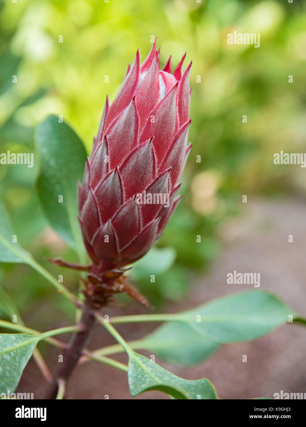 Australian bloom hi-res stock photography and images - Alamy
