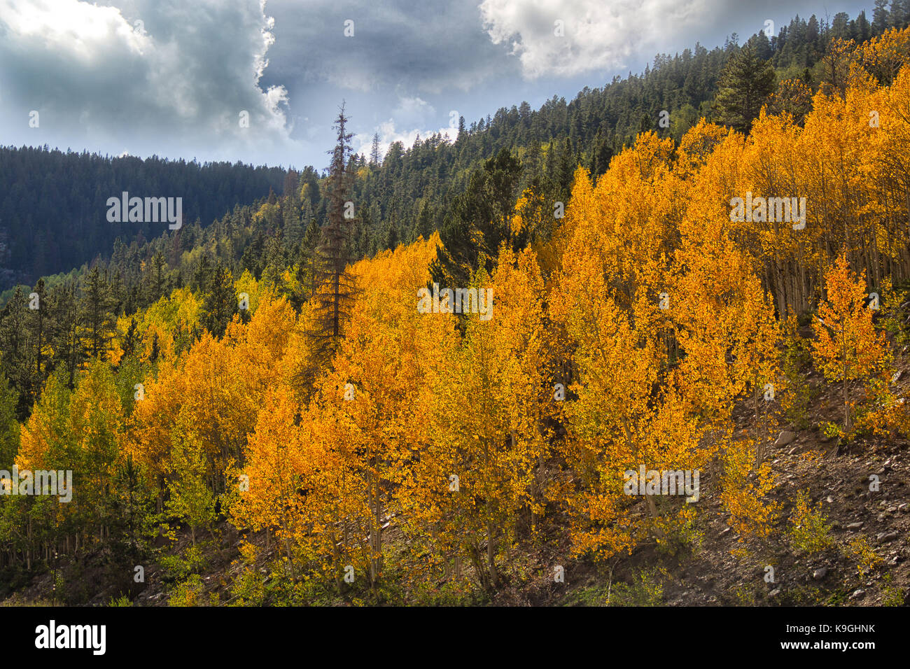 rocky mountain fall autumn tree colors Stock Photo - Alamy