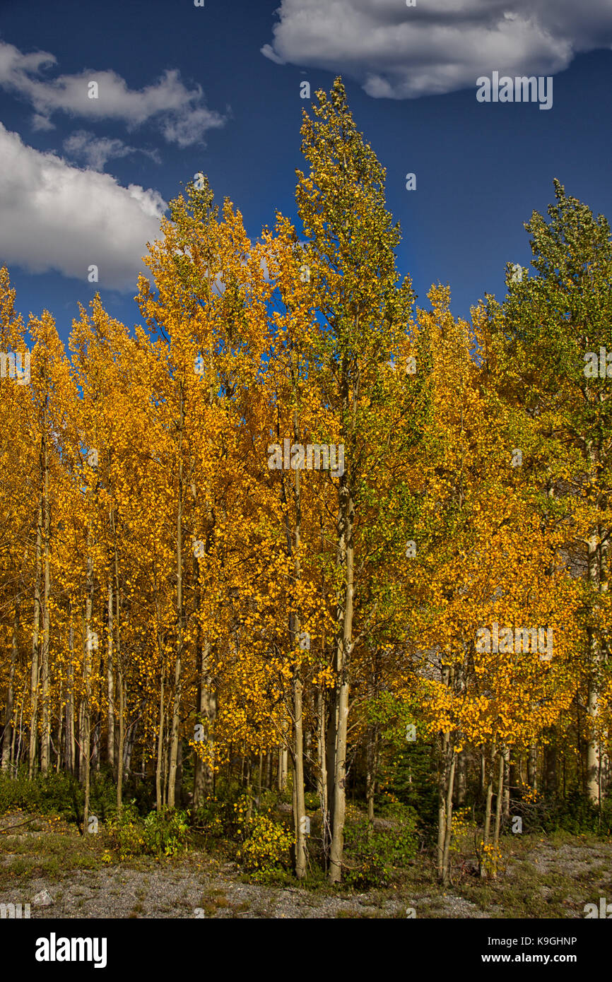 rocky mountain fall autumn tree colors Stock Photo - Alamy