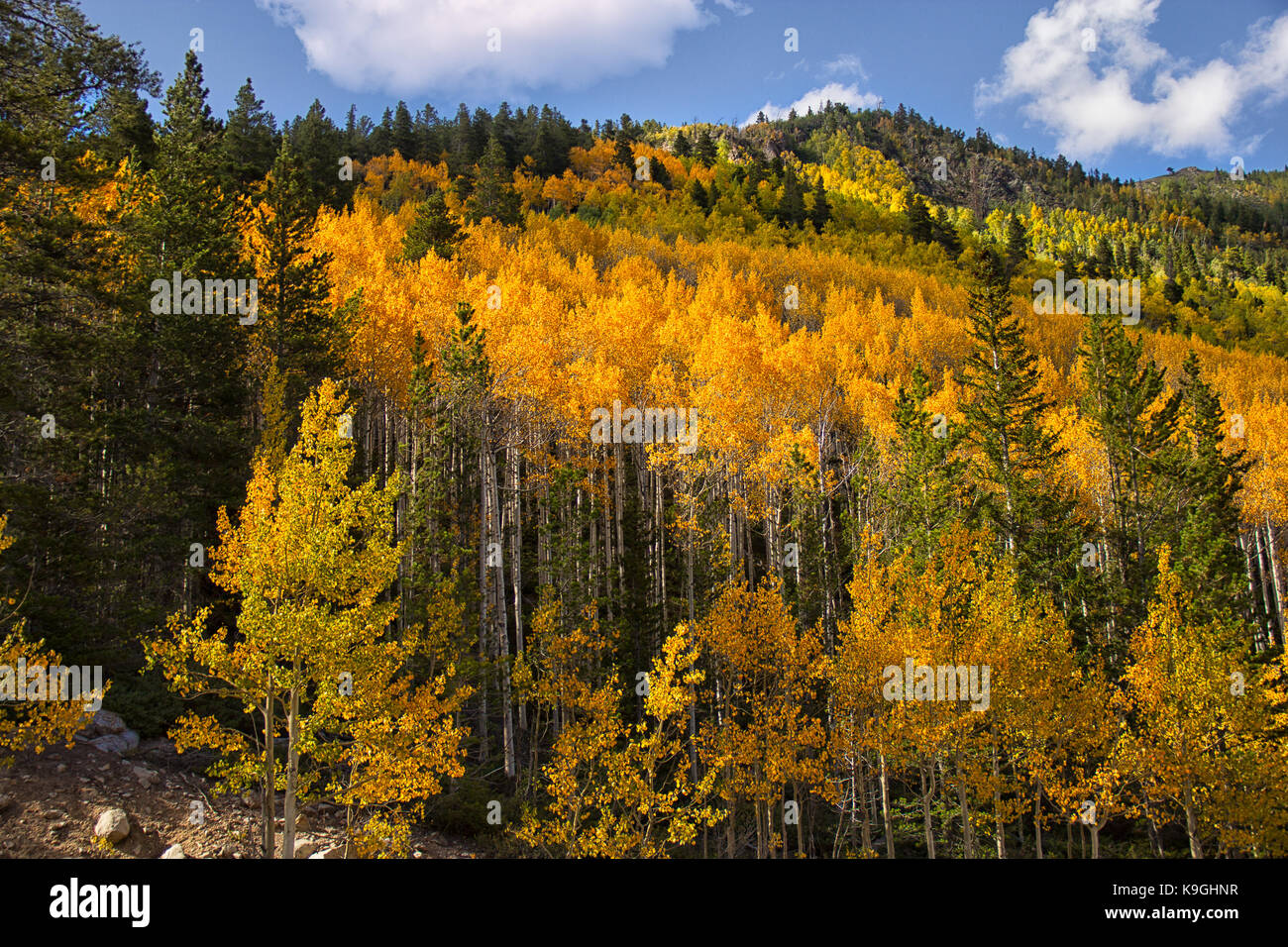 rocky mountain fall autumn tree colors Stock Photo - Alamy