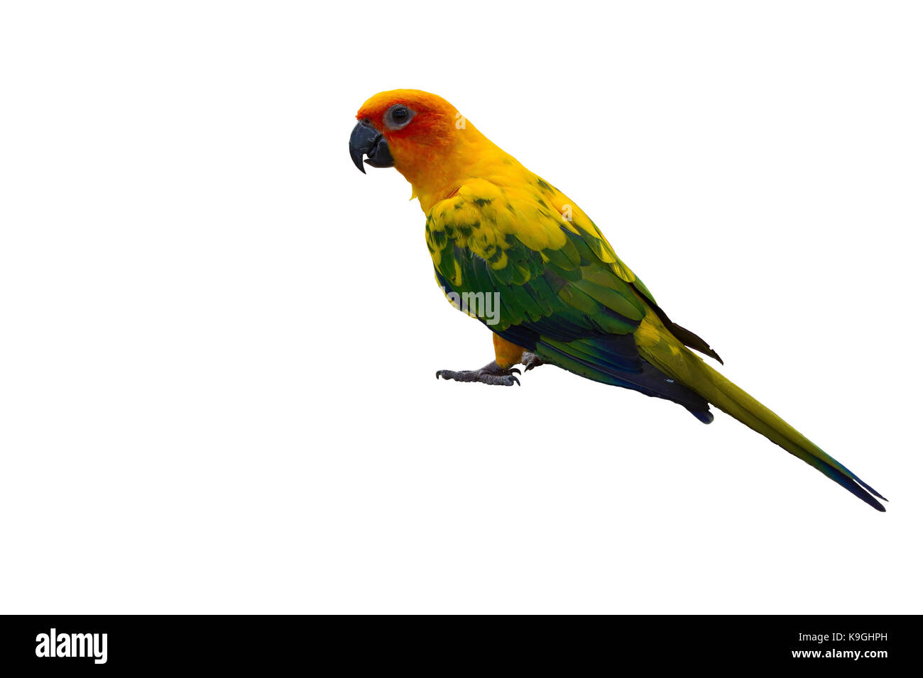 Feet parrot Cut Out Stock Images & Pictures - Alamy