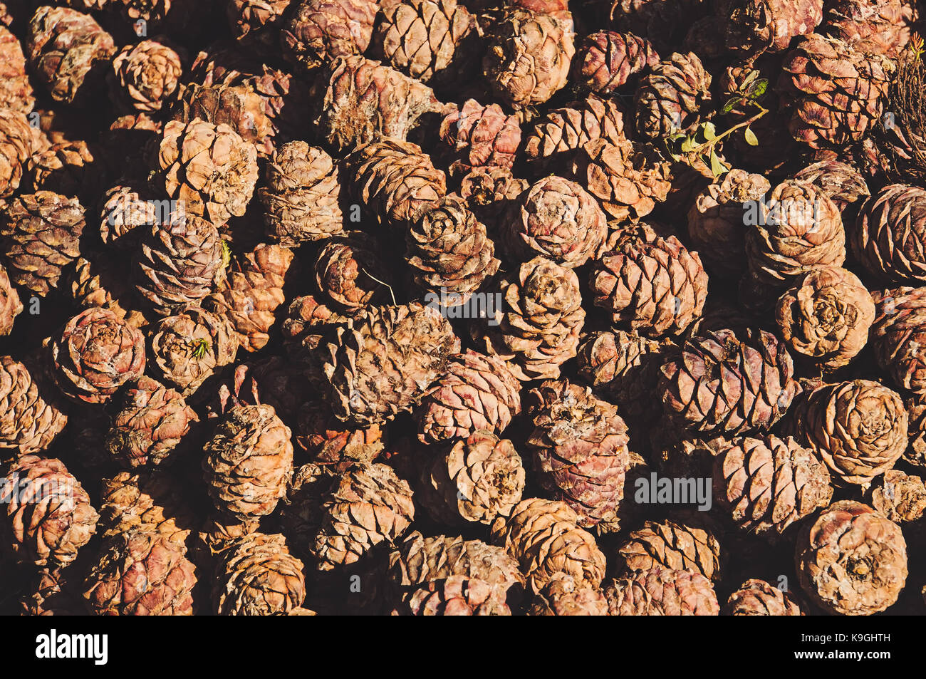 Background of Siberian cedar cones. Square format photography. Natural ...