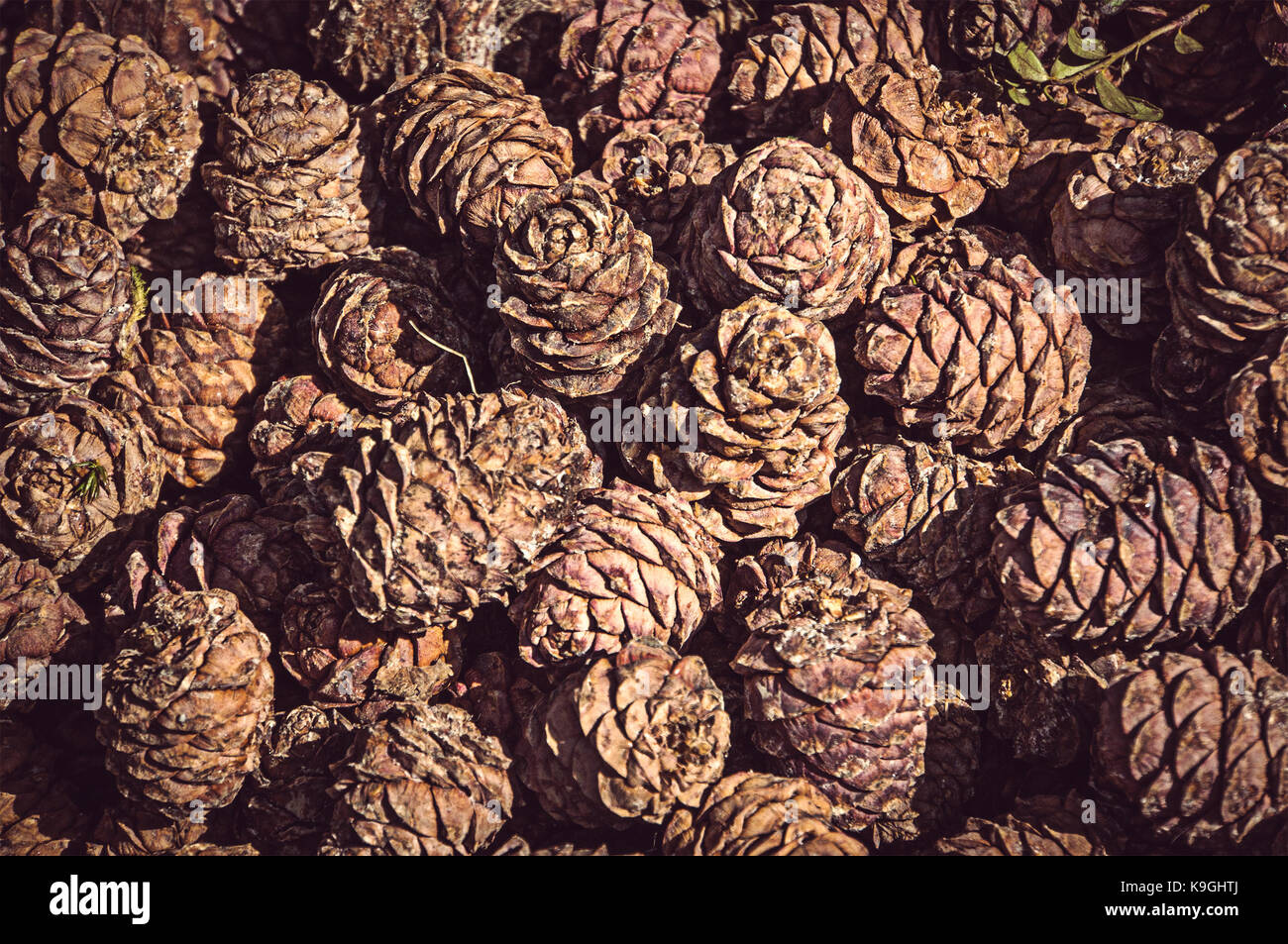 Background from ripe large pine canadian cedar cones Stock Photo - Alamy