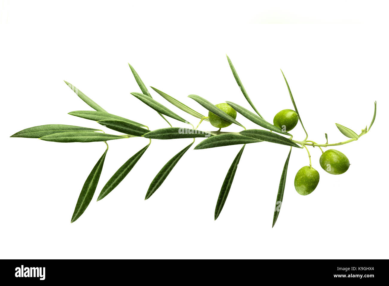 Olive tree branch hi-res stock photography and images - Alamy