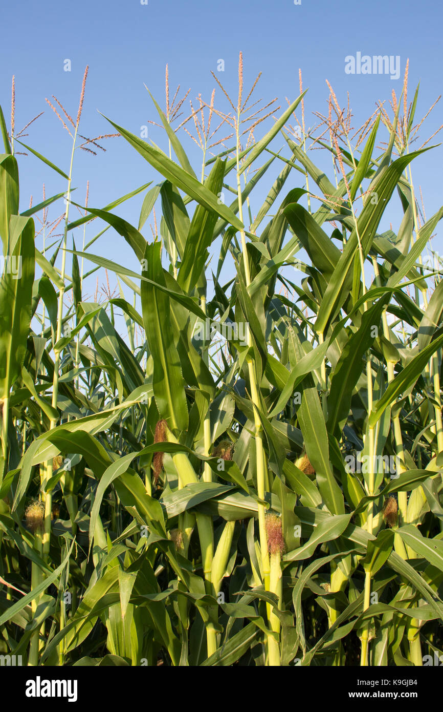 Corn stalks tassels hi-res stock photography and images - Alamy