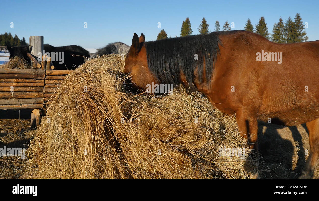 Horse eating grass. Well-groomed beautiful strong horse chewing hay ...