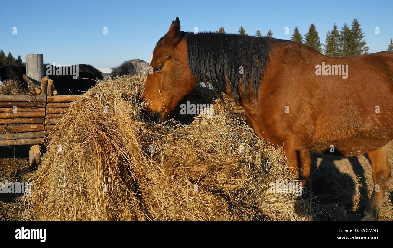 Horse eating grass. Well-groomed beautiful strong horse chewing hay ...