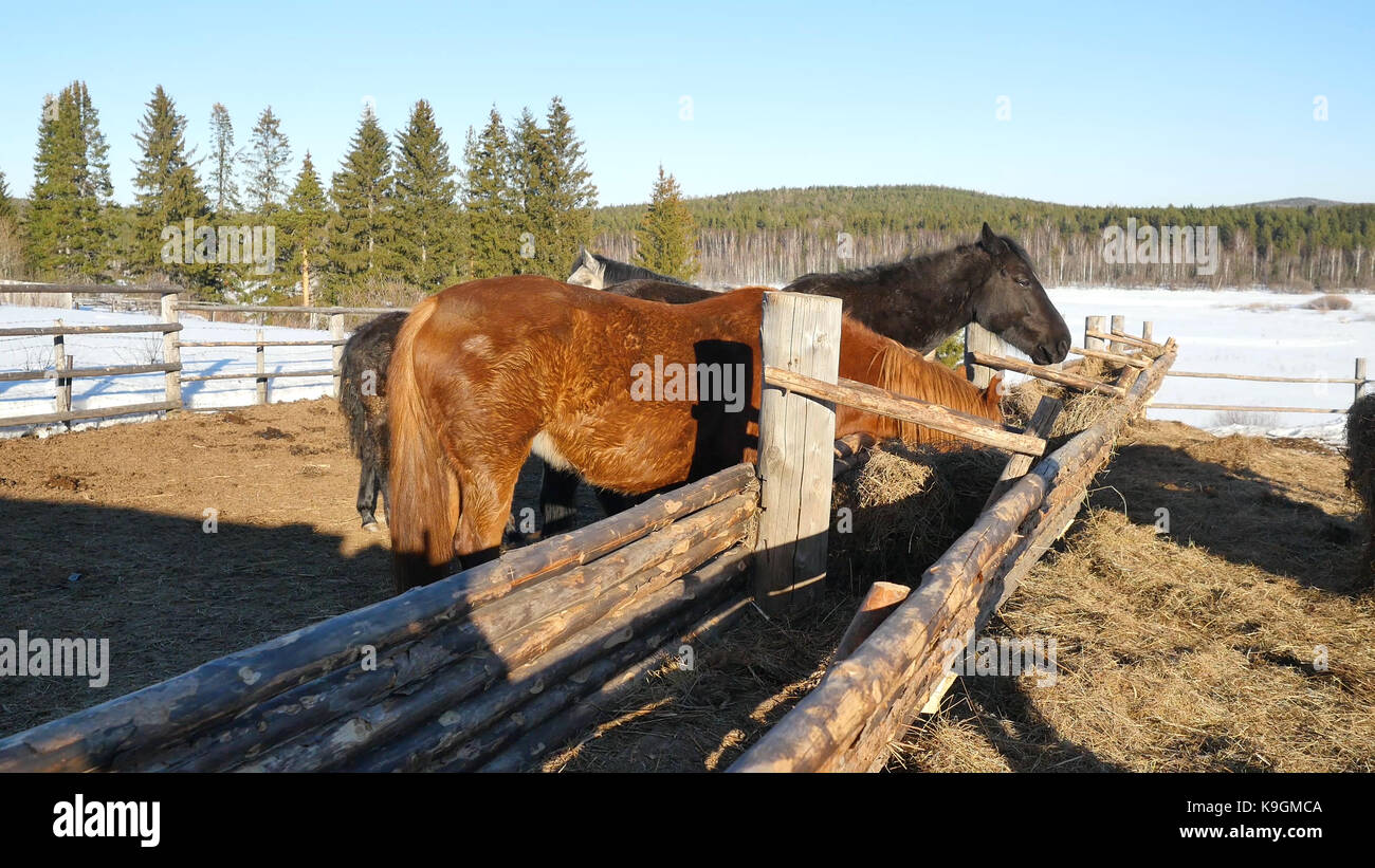 Horses eating grass. Well-groomed beautiful strong horse chewing hay ...