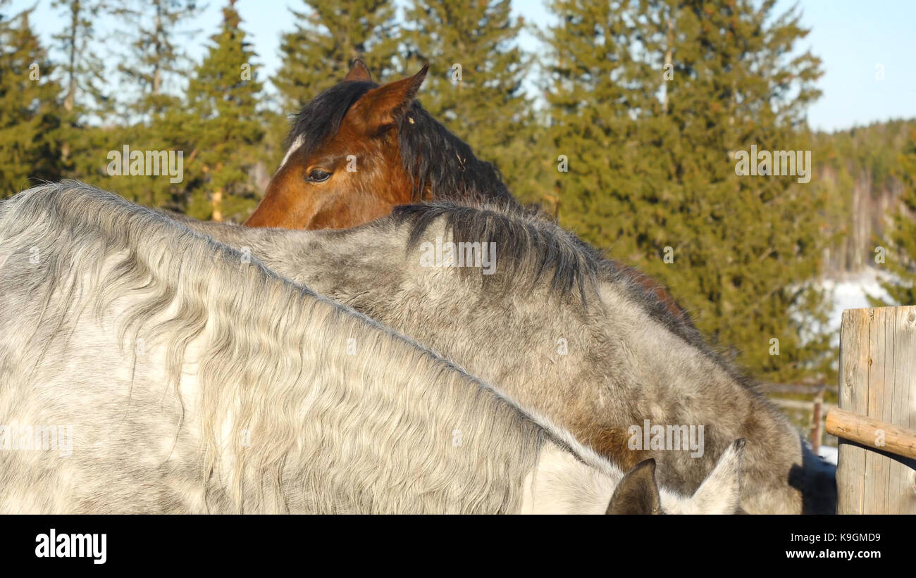 A pair of horses showing affection. White and brown horse cuddling ...