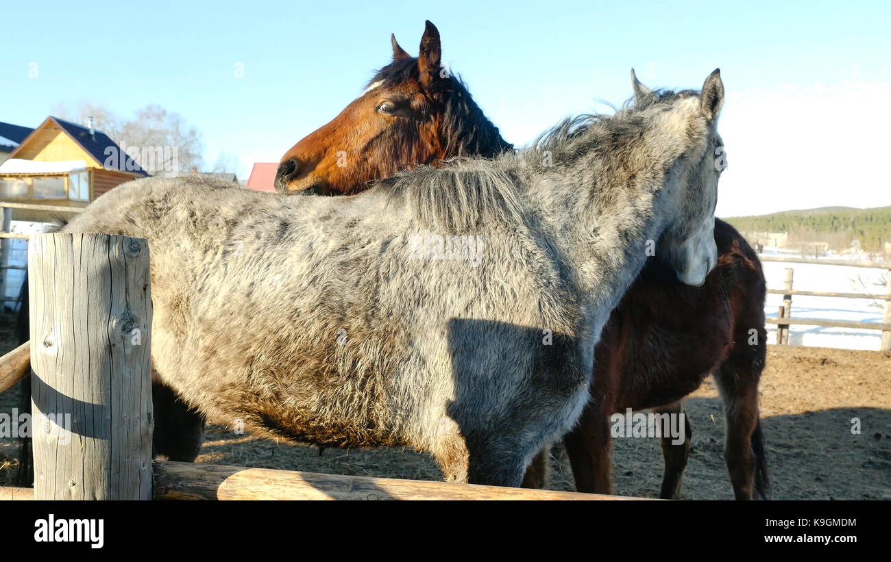 Two horses cuddling hi-res stock photography and images - Alamy