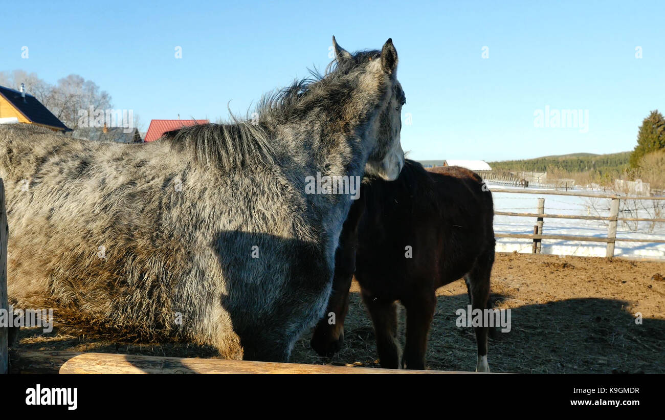 A pair of horses showing affection. White and brown horse cuddling ...