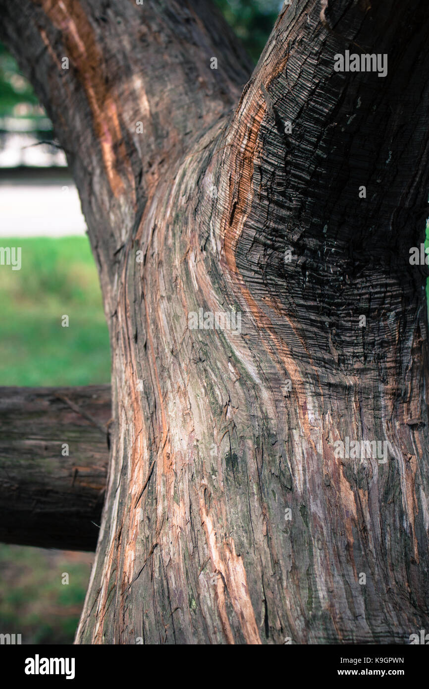 Clipart tree hi-res stock photography and images - Alamy