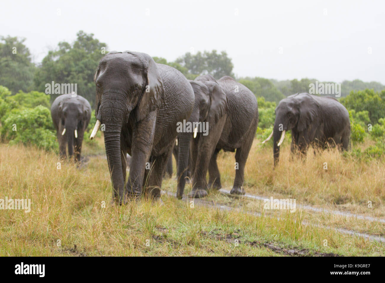 Elephants from Maasai Mara Stock Photo - Alamy