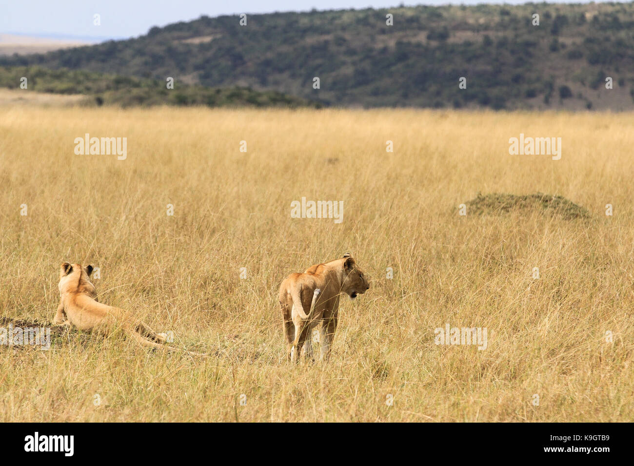 Manyara national park and lions hi-res stock photography and images - Alamy