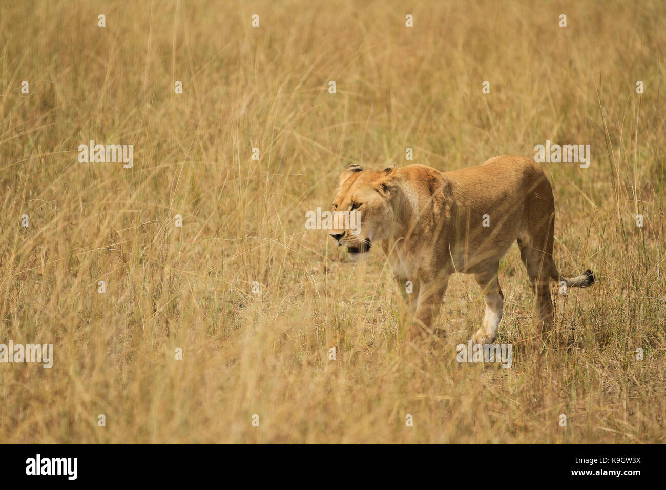 Lions of Maasai Mara Stock Photo - Alamy