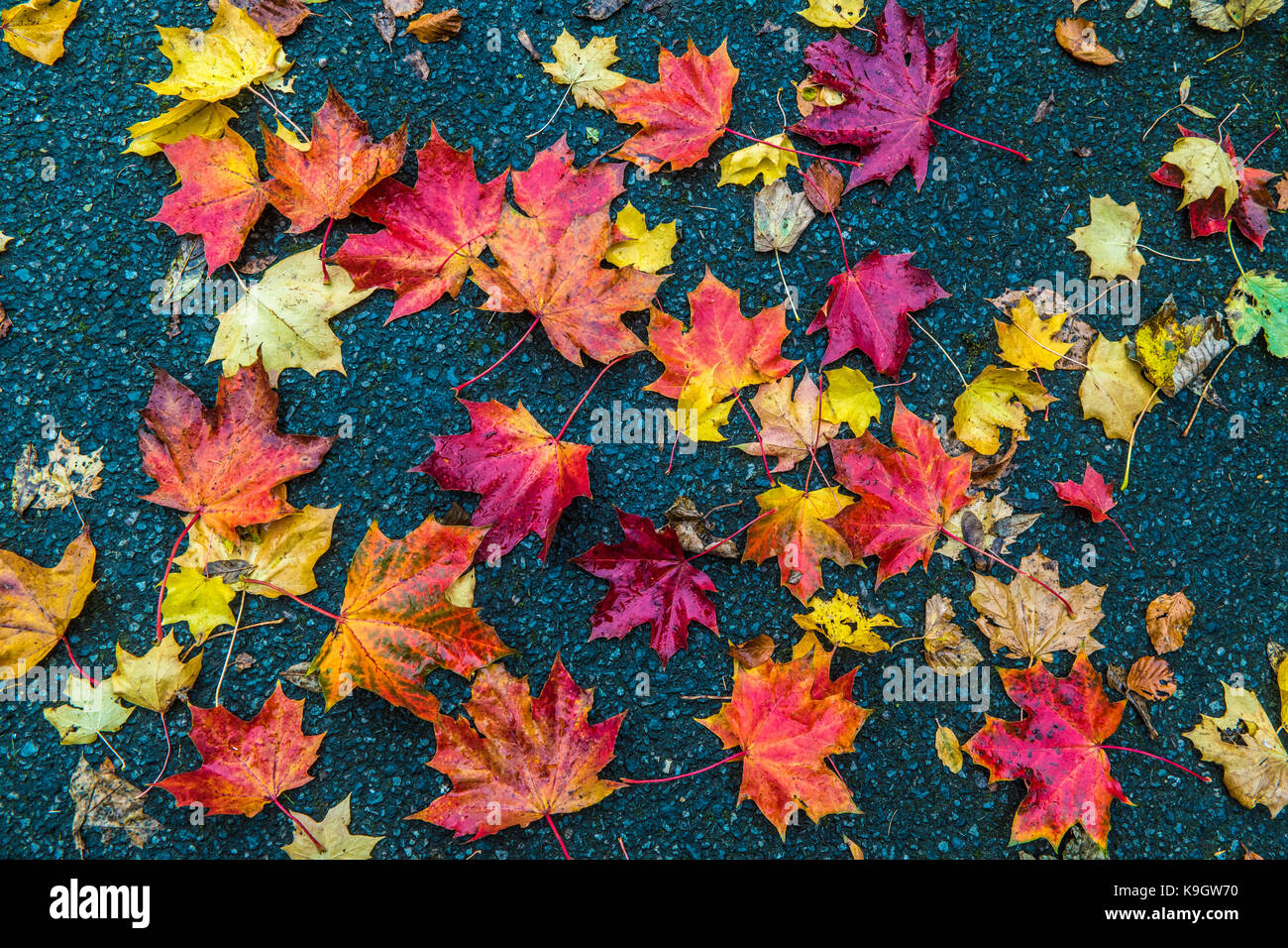Gold and red fallen leaves in the Autumn Stock Photo - Alamy
