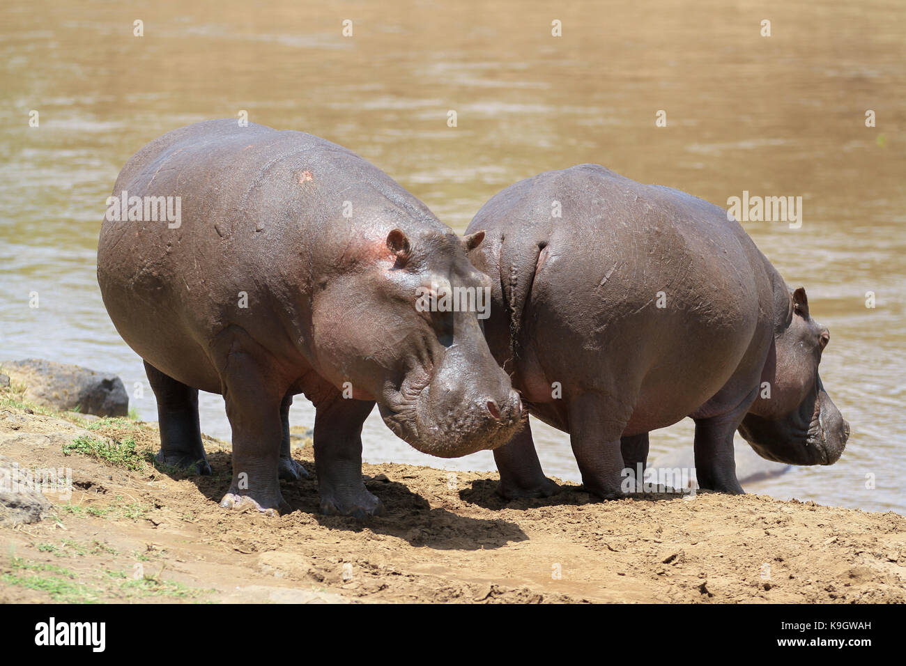 Hippos in Kenya Stock Photo - Alamy