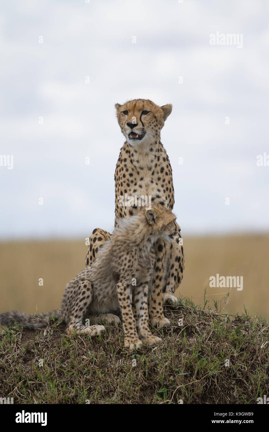 Cheetahs from Maasai Mara Stock Photo - Alamy