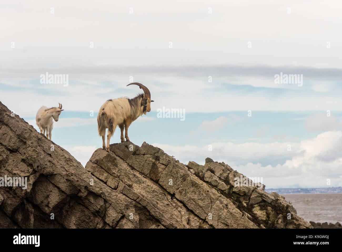 Feral goat on rocks hi-res stock photography and images - Alamy