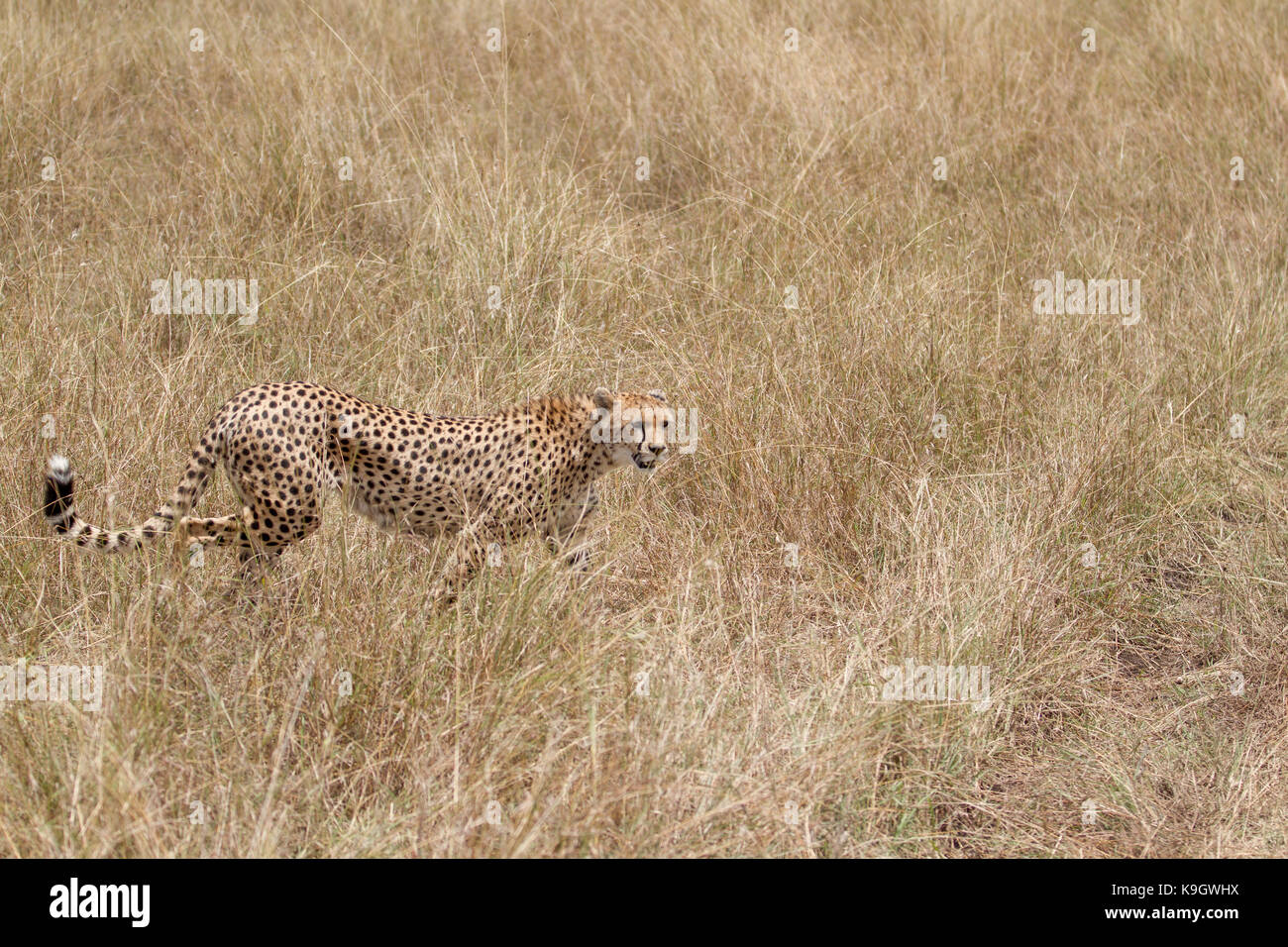 Cheetahs from Maasai Mara Stock Photo - Alamy