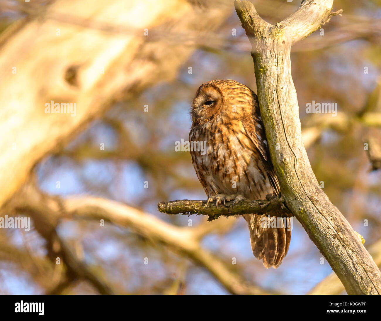 Tawnyowl hi-res stock photography and images - Alamy