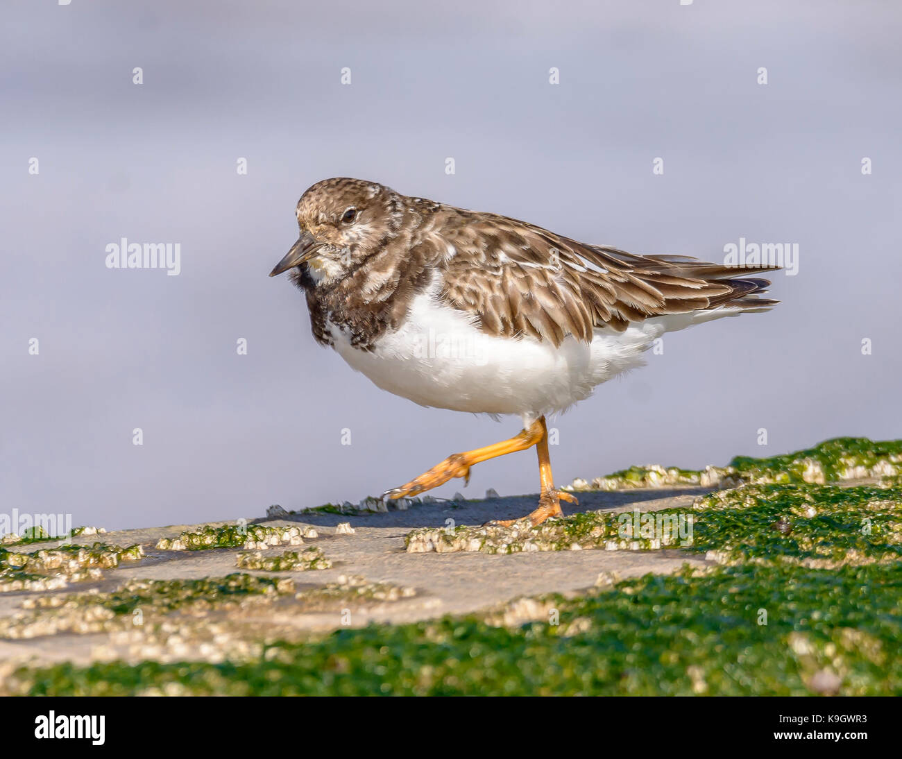 Hunstanton stone hi-res stock photography and images - Alamy