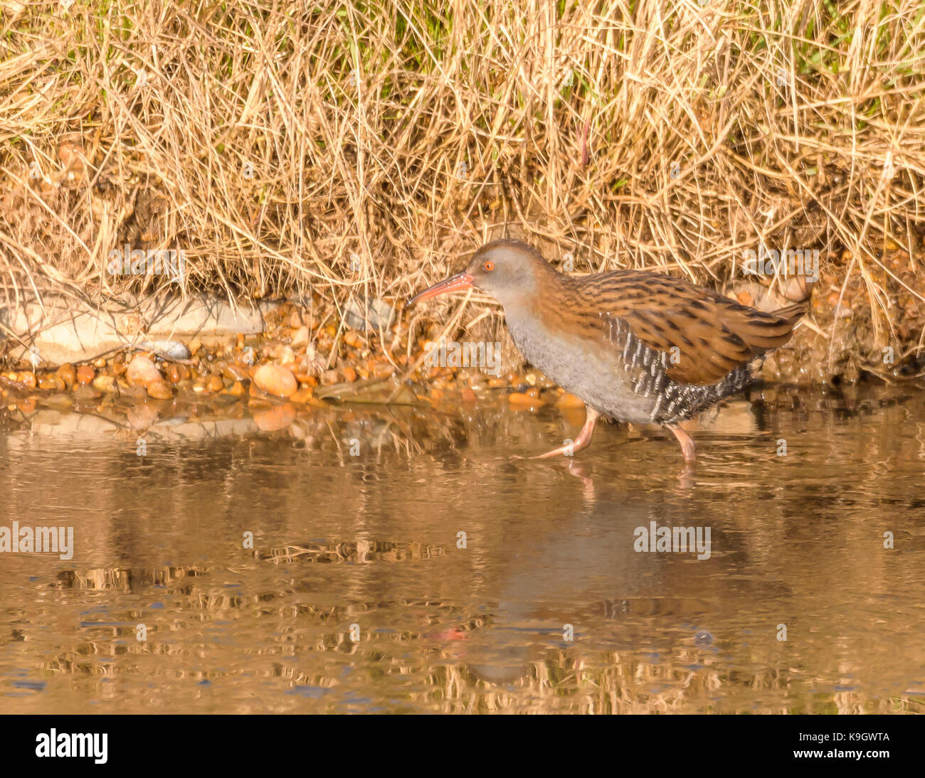 Rail birds hi-res stock photography and images - Alamy