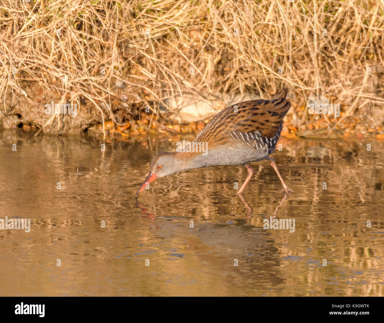 Rail birds hi-res stock photography and images - Alamy