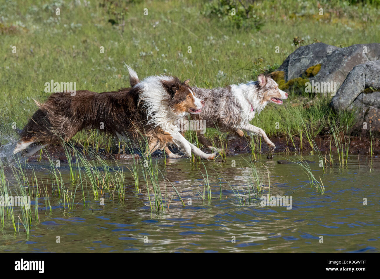 Two australian shepherd dogs running in the water of a lake Stock Photo ...