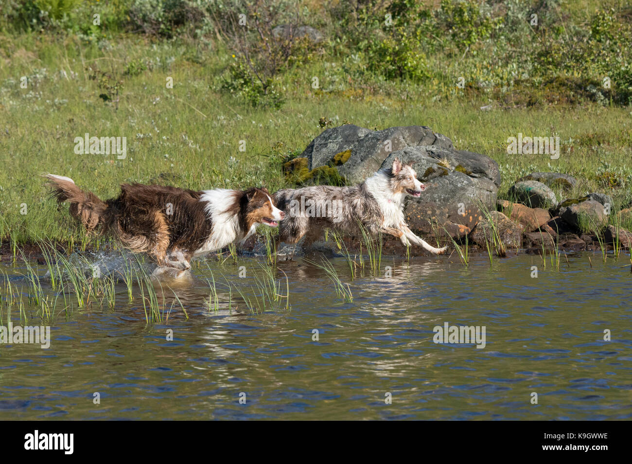 Two australian shepherd dogs running in the water of a lake Stock Photo ...