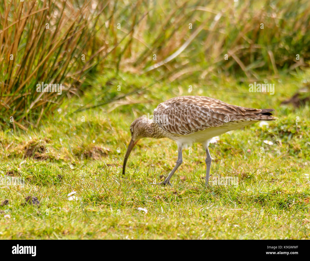 Whimbrel feeding uk hi-res stock photography and images - Alamy